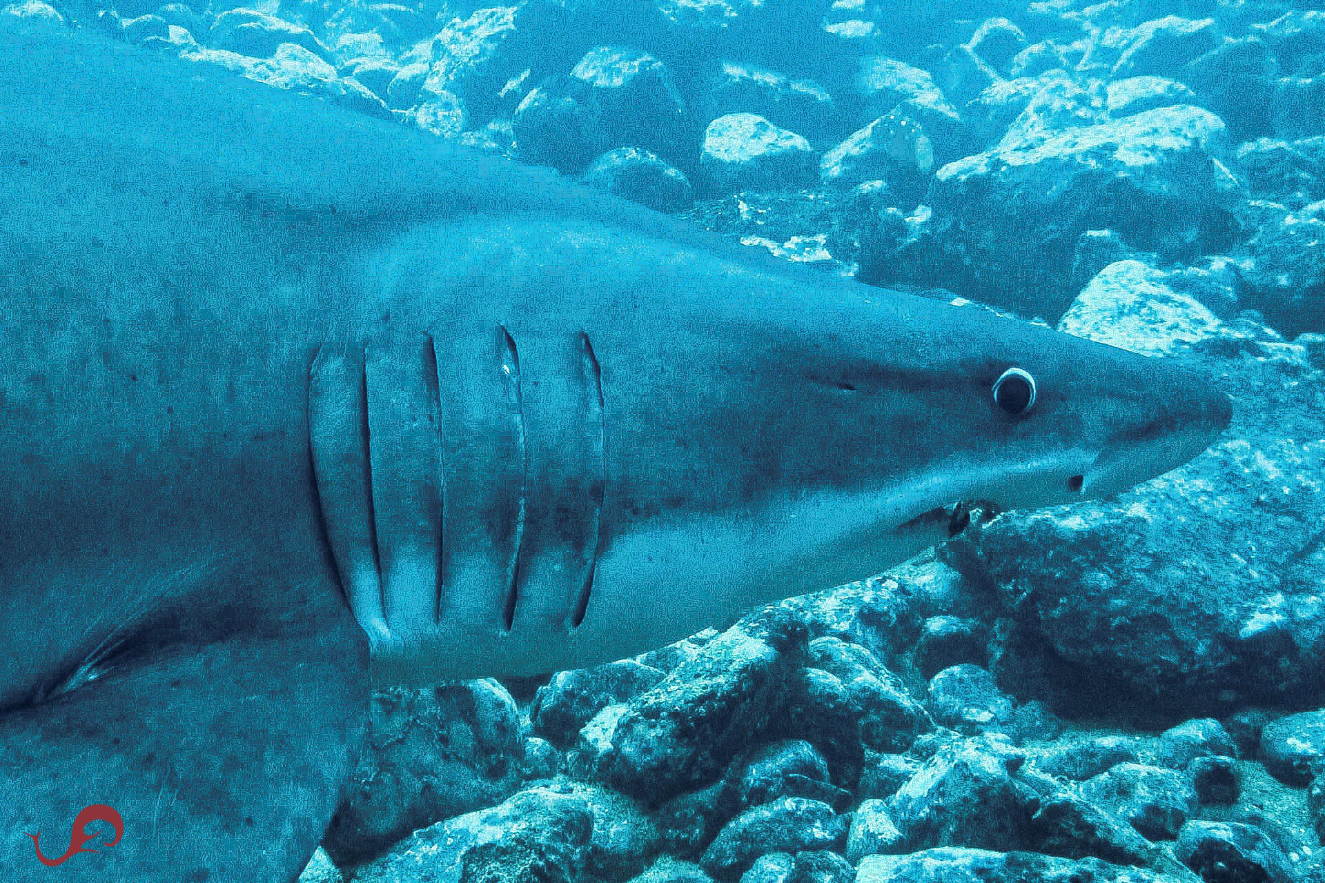 A Lucky Streak with the Ferox Shark in Malpelo - Jamtsisu